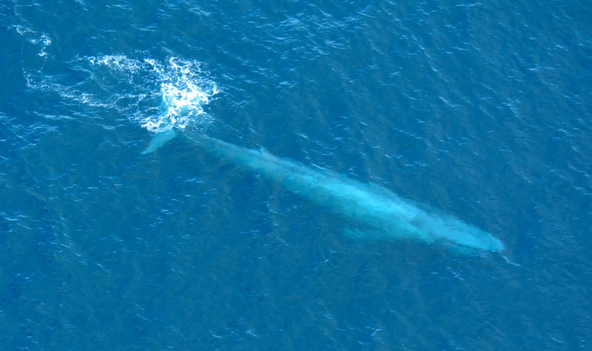 Why Are Baby Blue Whales So Rare? - Harbor Breeze Cruises