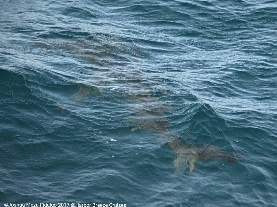 5 Different Pacific Ocean Currents - Harbor Breeze Cruises