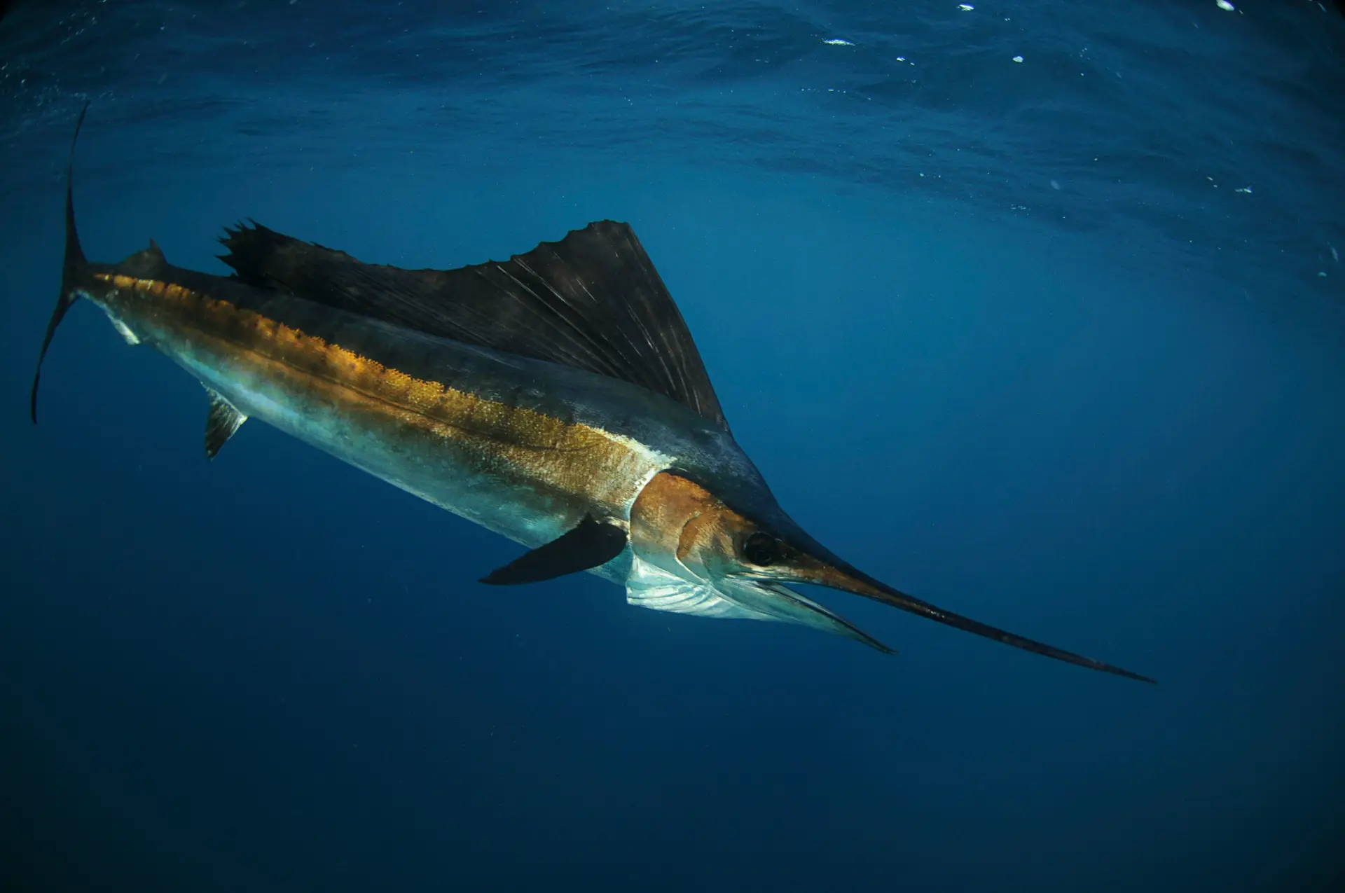 The Top 5 Fastest Fish in the World - Harbor Breeze Cruises