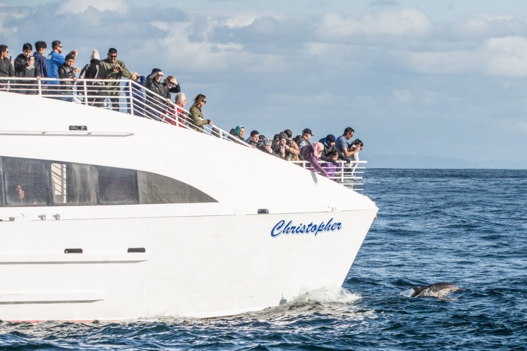 Long Beach Whale Watching & Dolphin - $30 Special + $15 All Kids